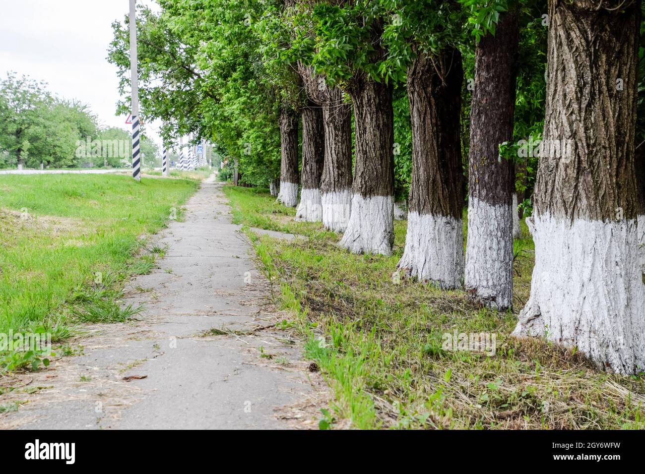 Pavement along large trees with whitewashed trunks Stock Photo - Alamy