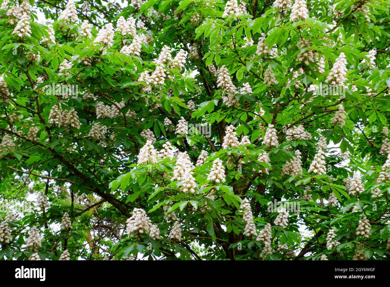 Flowering chestnut horse. White bunches of chestnut flowers Stock Photo ...