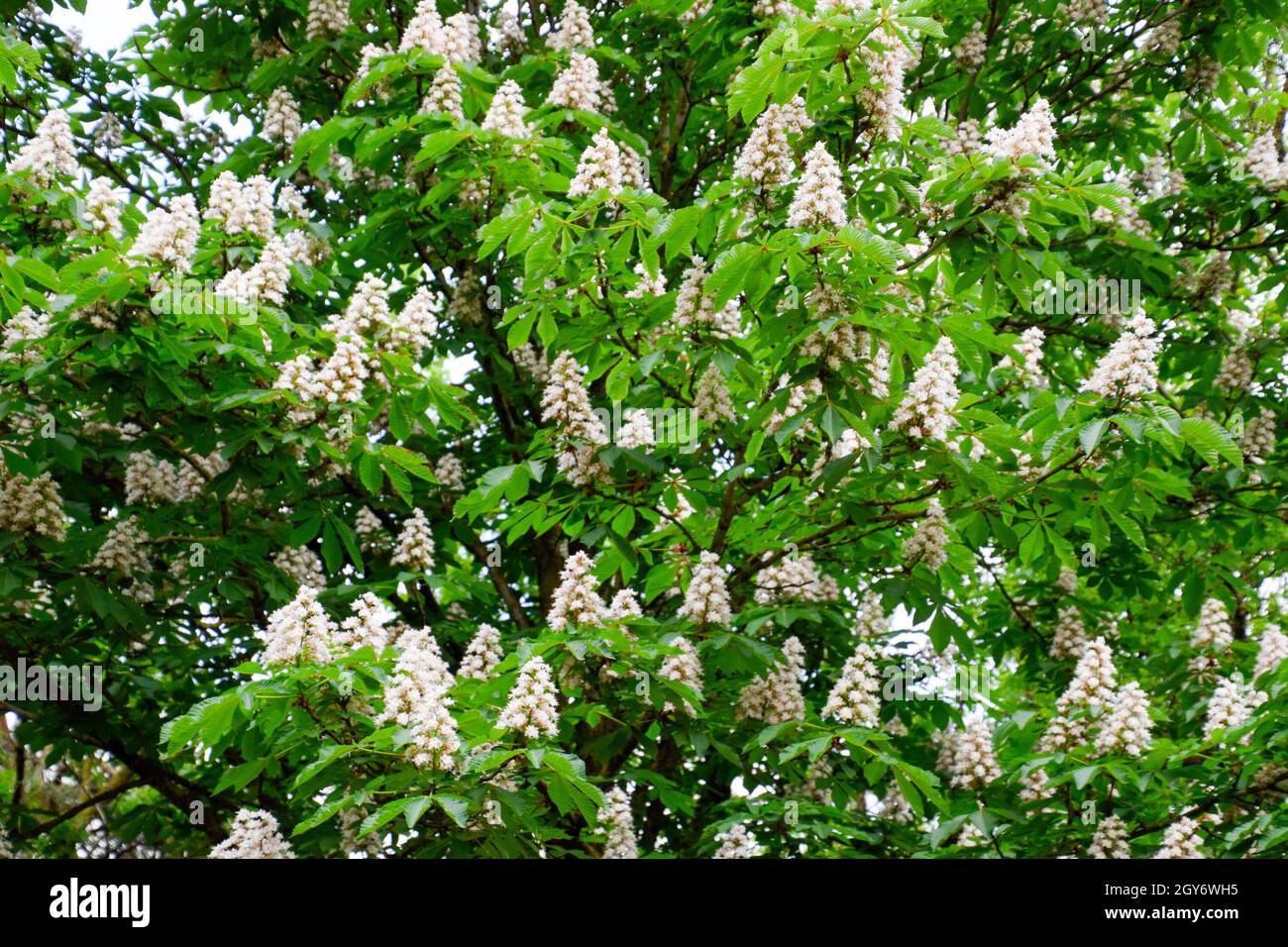 Flowering chestnut horse. White bunches of chestnut flowers Stock Photo ...