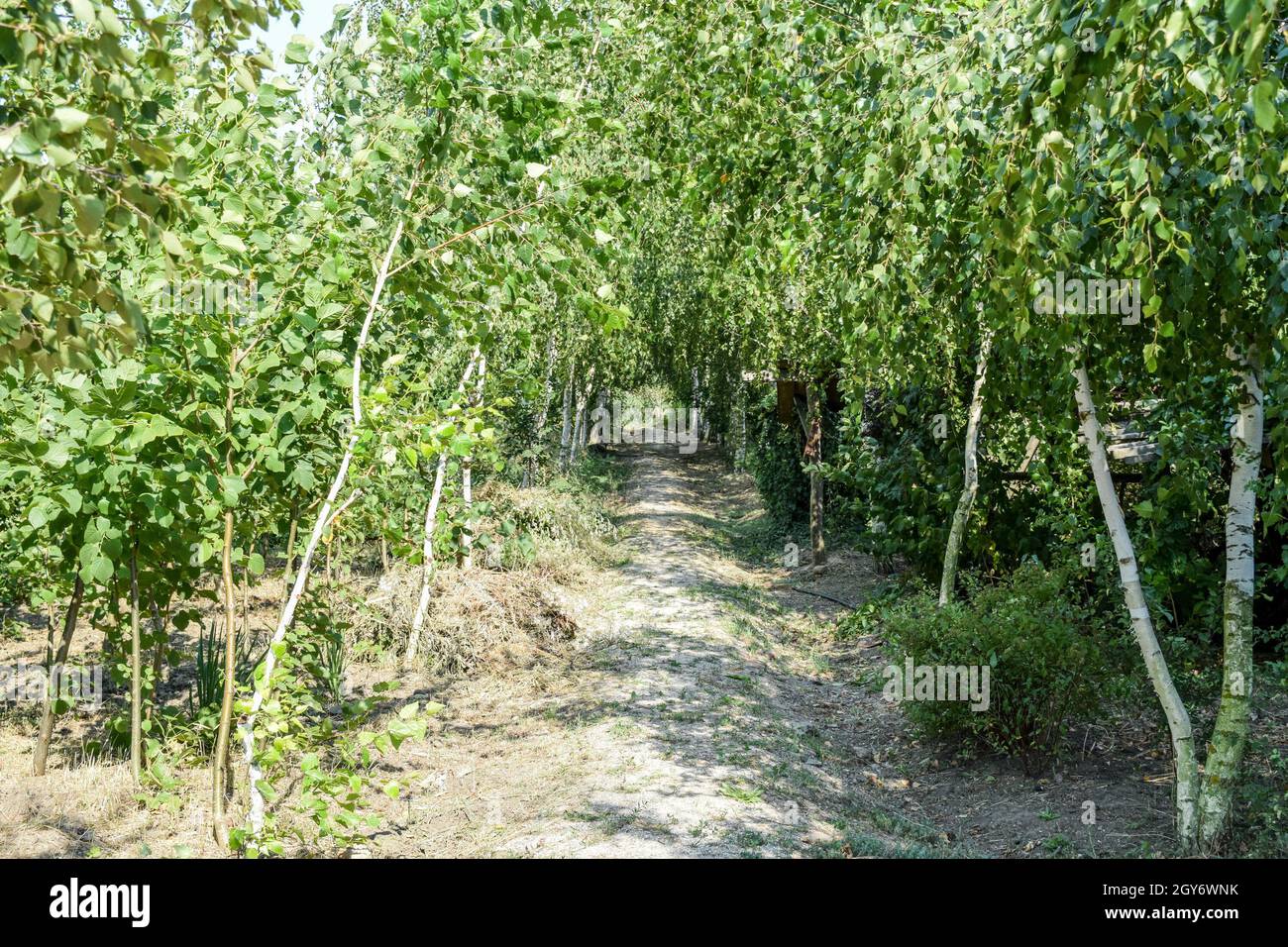 Birch Alley. Sidewalk path posters birch trees Stock Photo - Alamy
