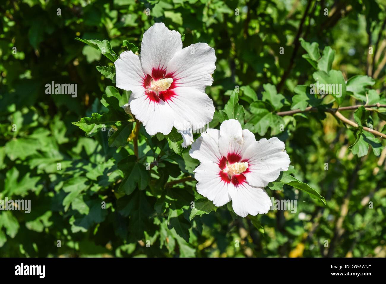 Red white flowers with five petals. Two flowers are not branches of a ...