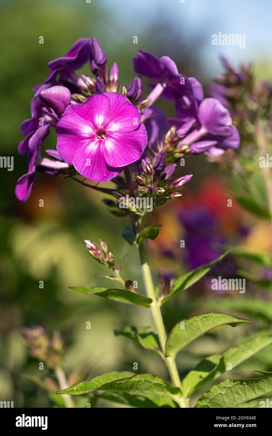 Garden Phlox (Phlox paniculata), flowers of summer Stock Photo - Alamy