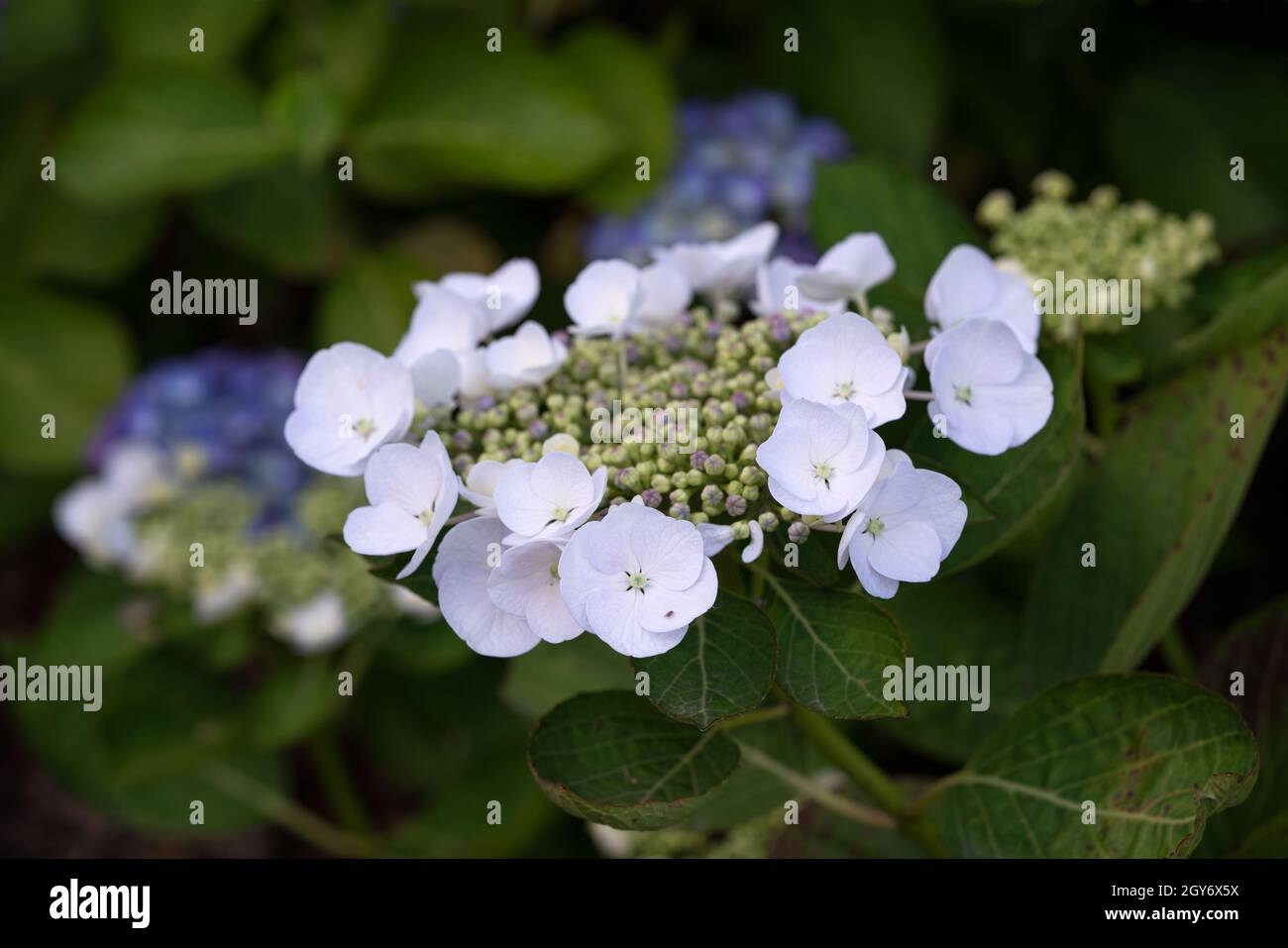 Penny mac hydrangea macrophylla hi-res stock photography and images - Alamy