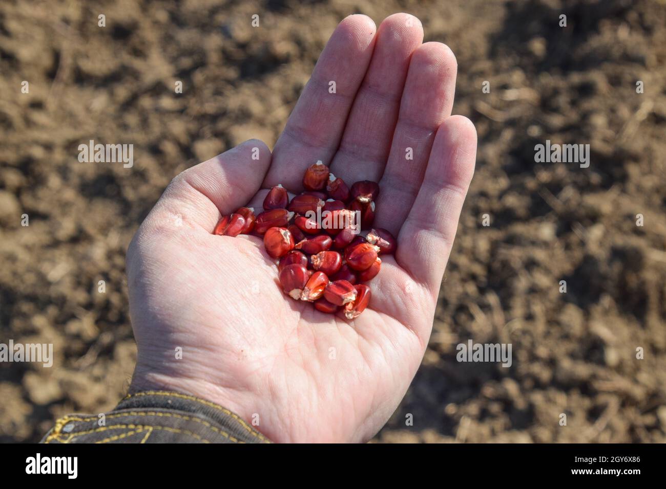 Sowing of maize out of hand. Manual planting of corn in the garden ...