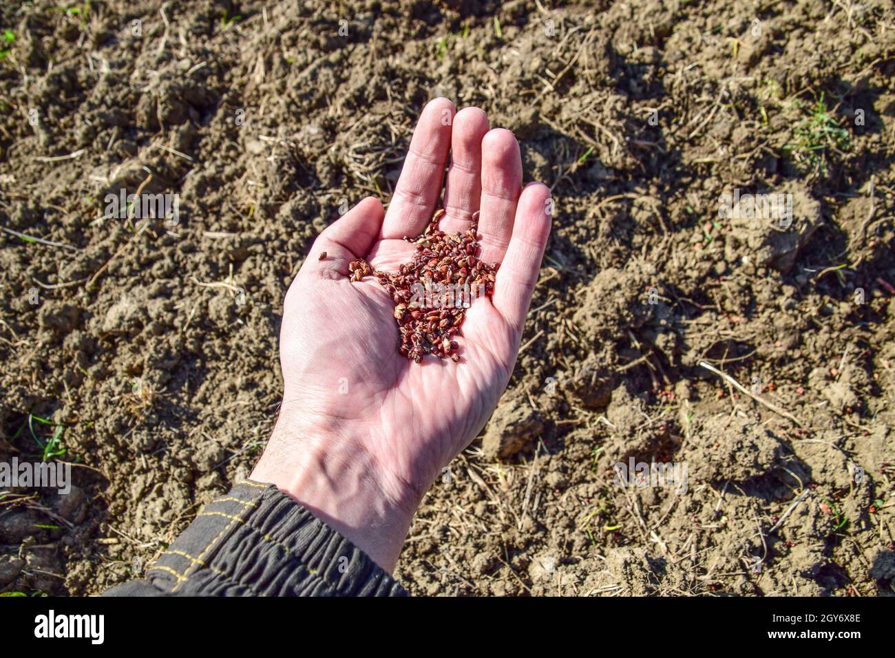 Sowing of maize out of hand. Manual planting of corn in the garden ...