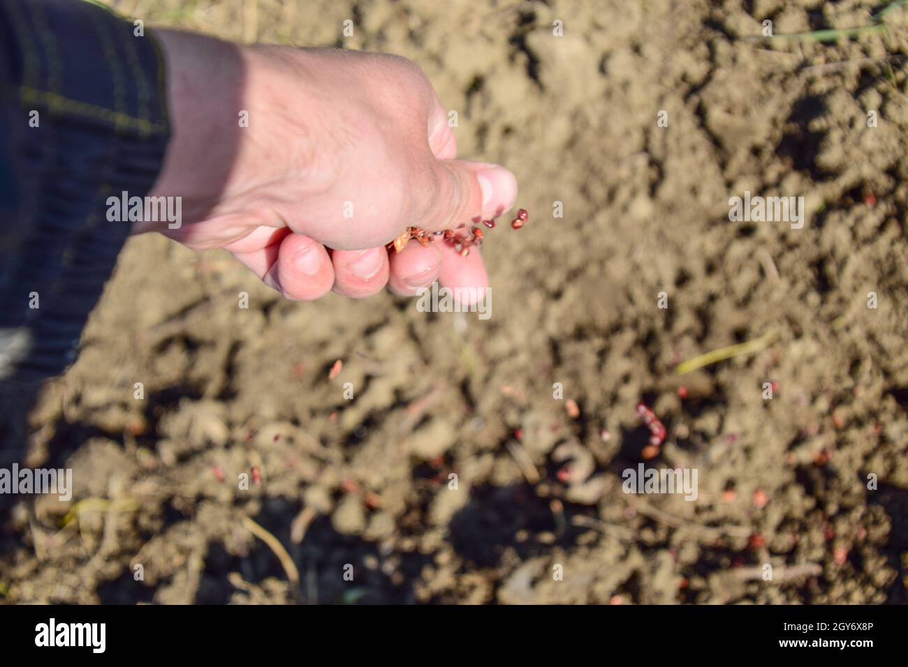Sowing of maize out of hand. Manual planting of corn in the garden ...
