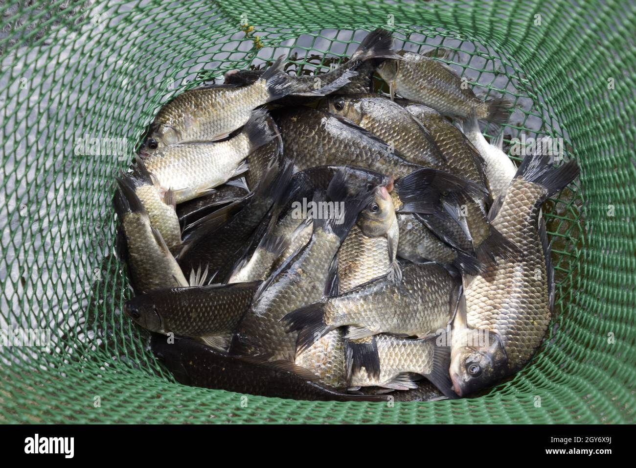 River fish in a green plastic grid in a pond. Fish catch. Carp and carp ...