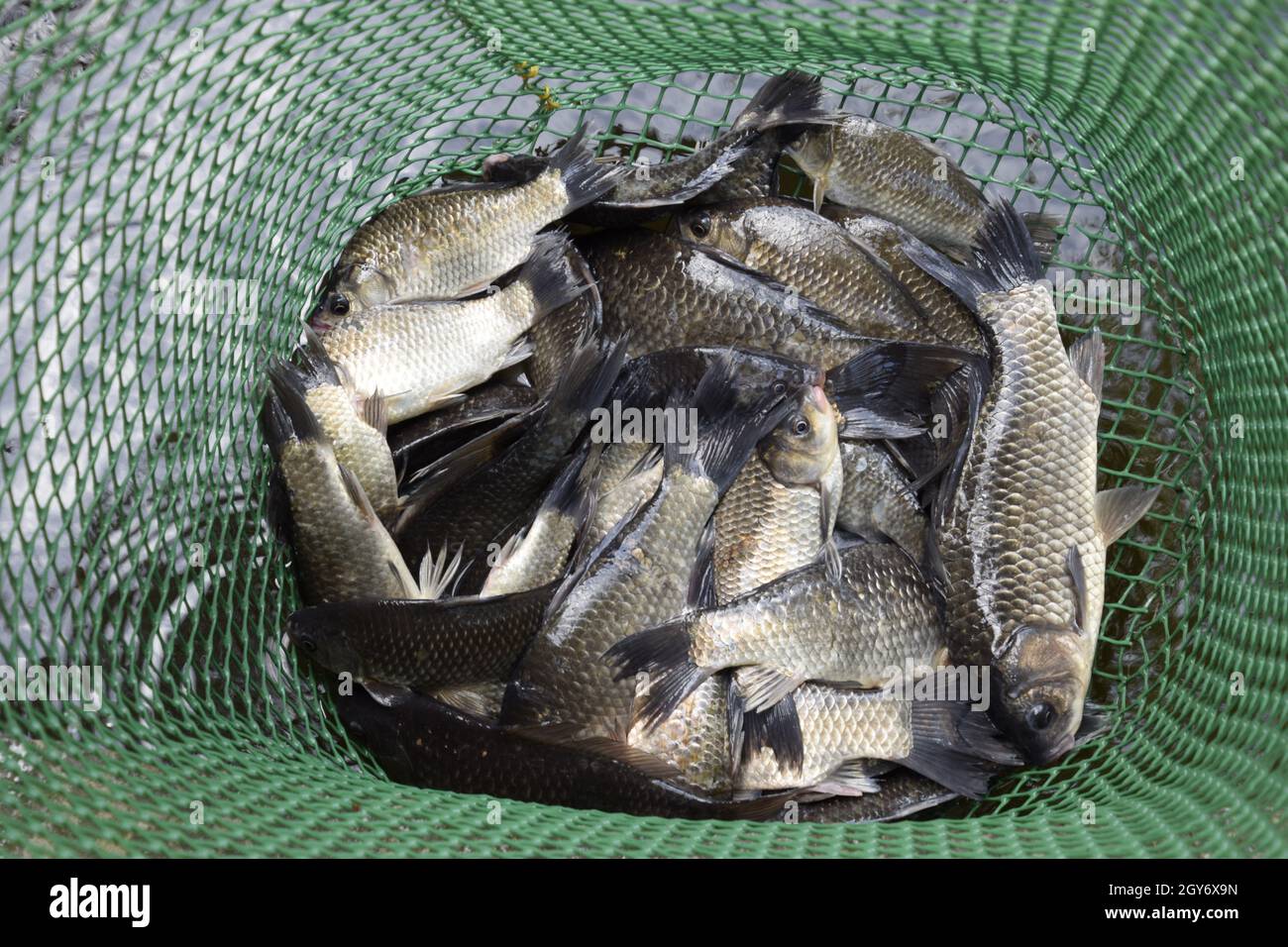 River fish in a green plastic grid in a pond. Fish catch. Carp and carp ...