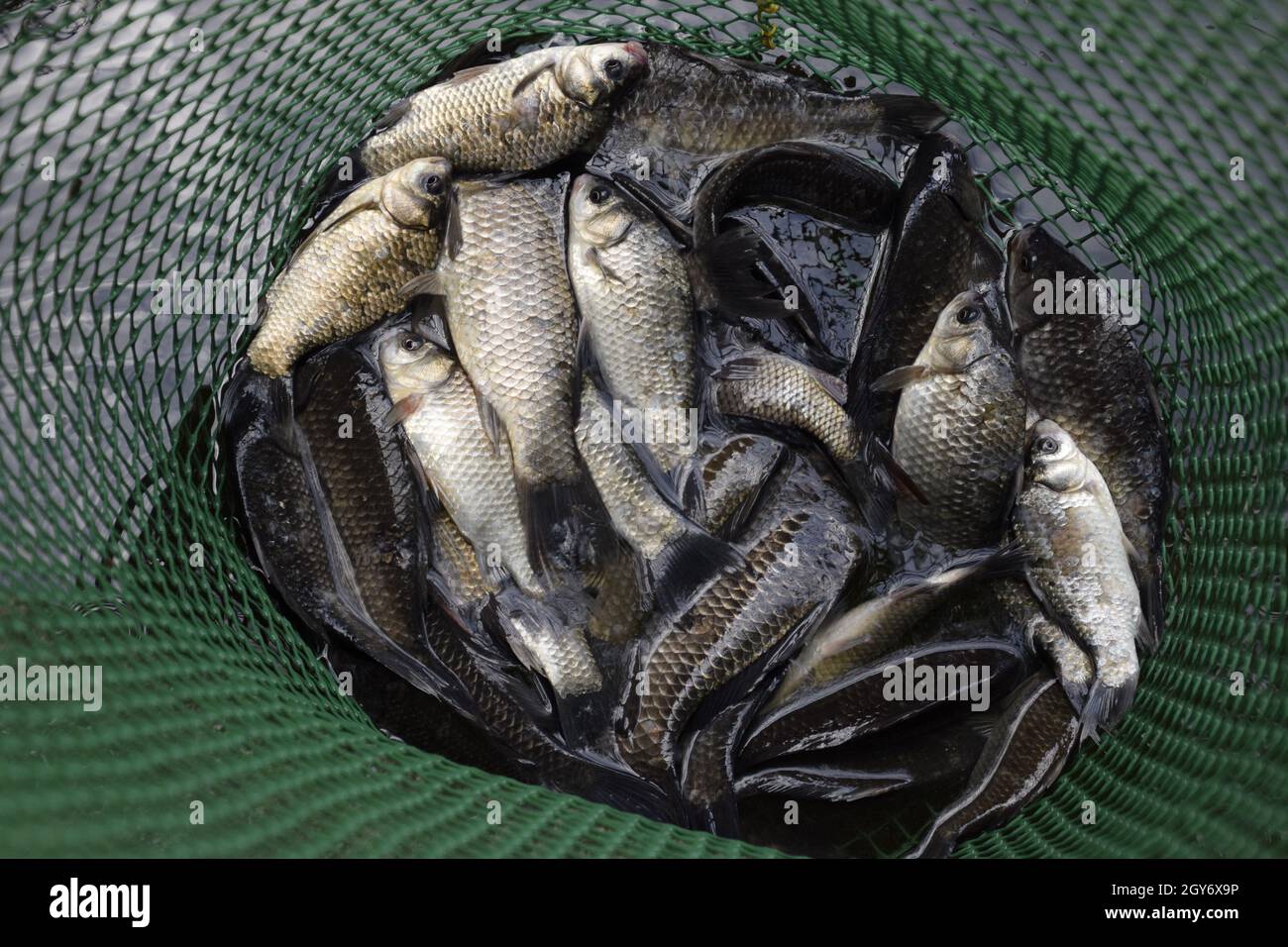 River fish in a green plastic grid in a pond. Fish catch. Carp and carp ...