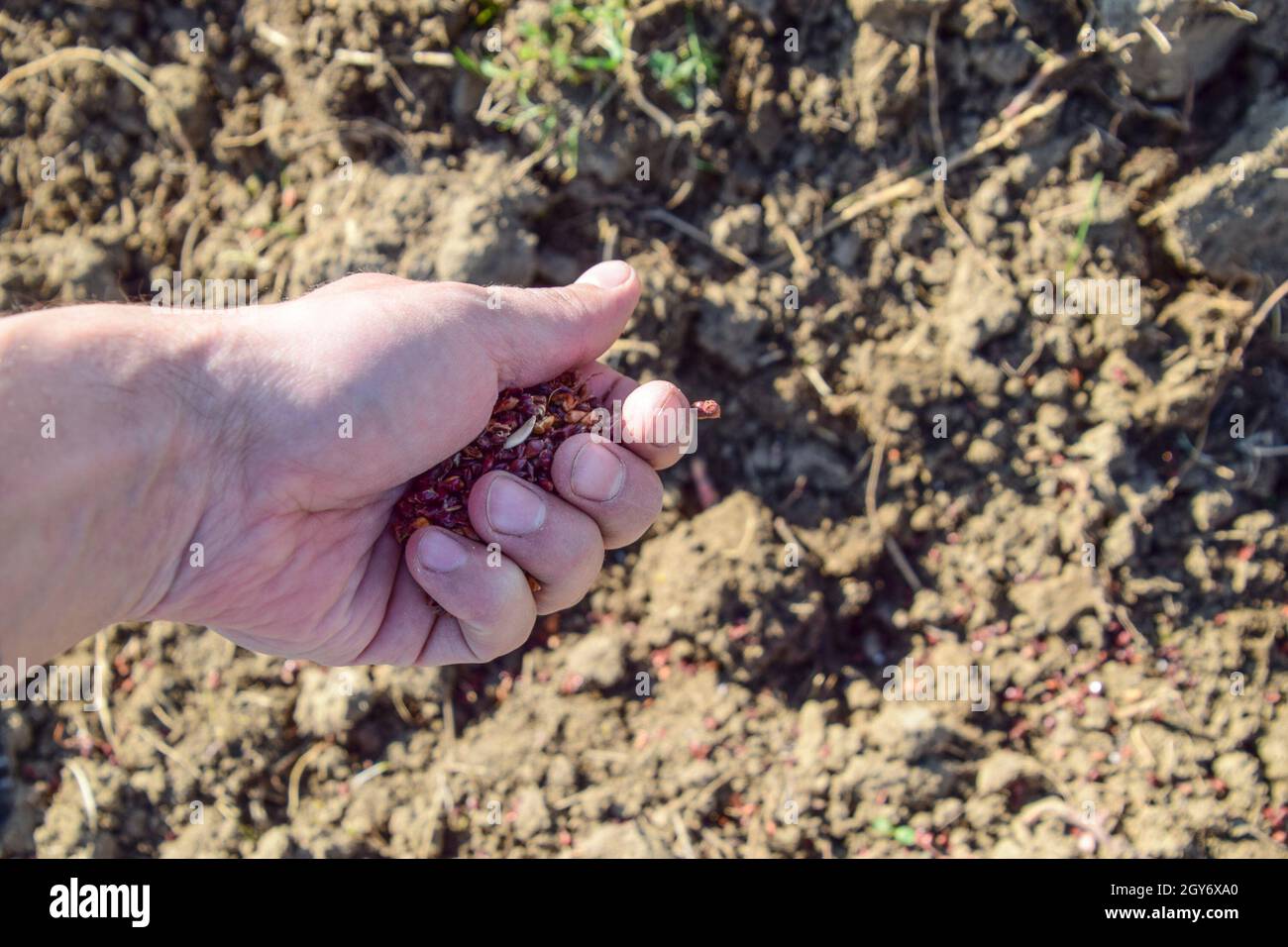 Sowing of maize out of hand. Manual planting of corn in the garden ...