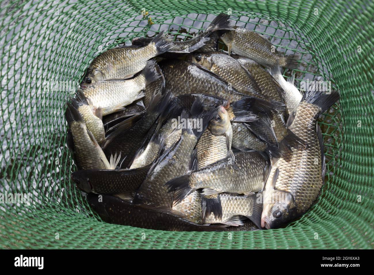 River fish in a green plastic grid in a pond. Fish catch. Carp and carp ...