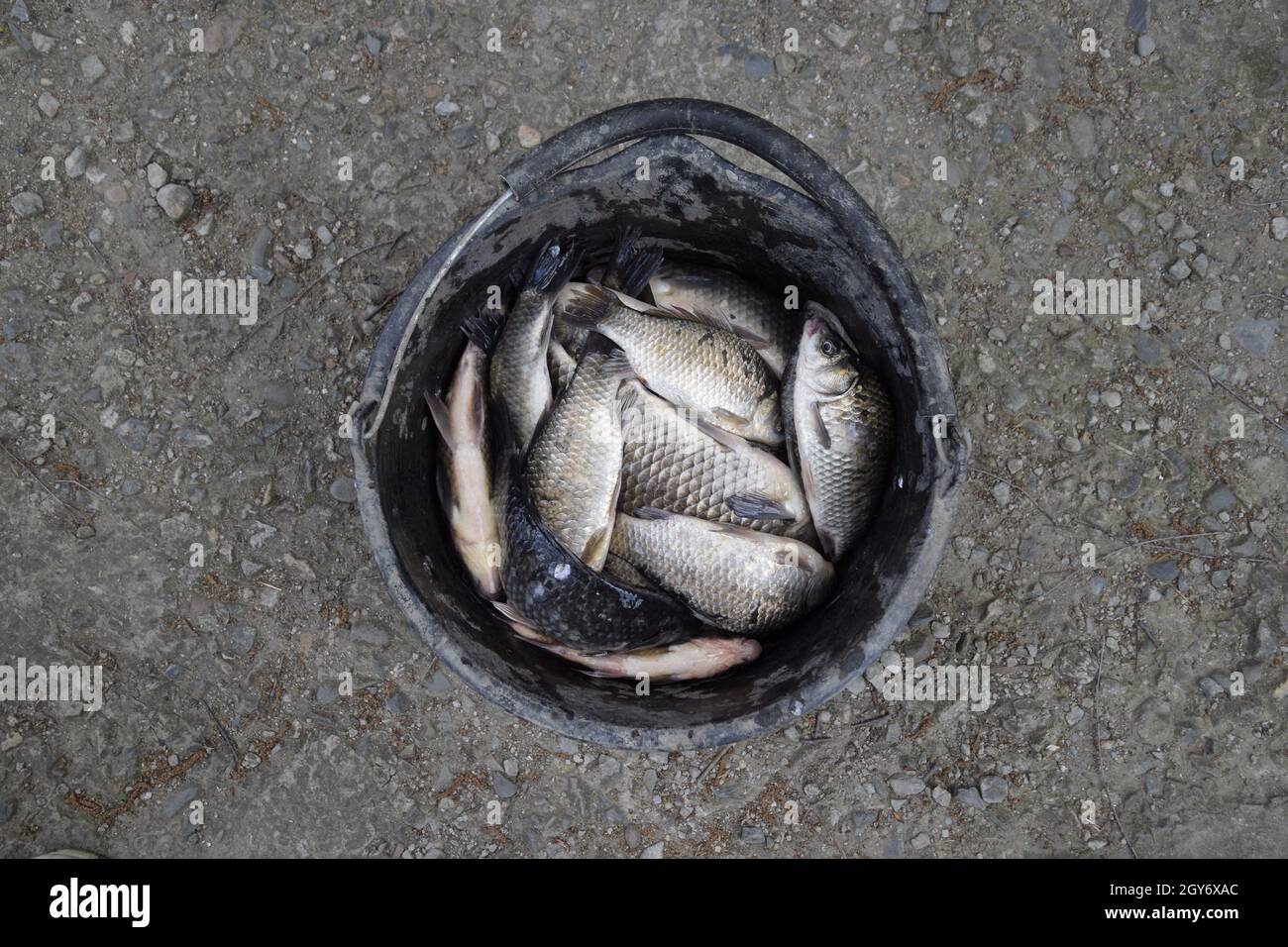 River fish in a plastic bucket. Fish catch. Carp and carp. Weed fish ...