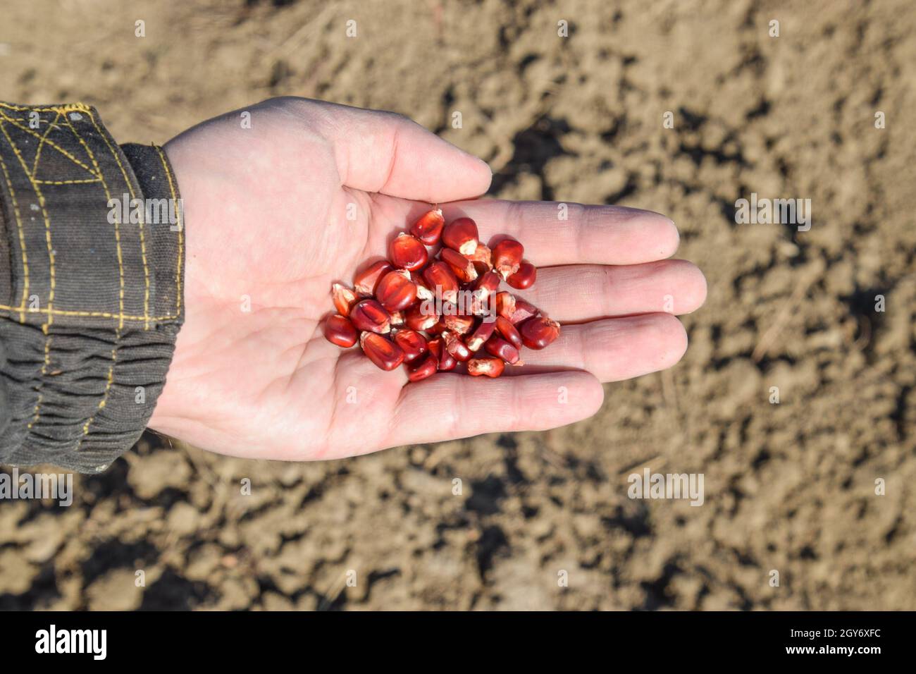 Sowing of maize out of hand. Manual planting of corn in the garden ...