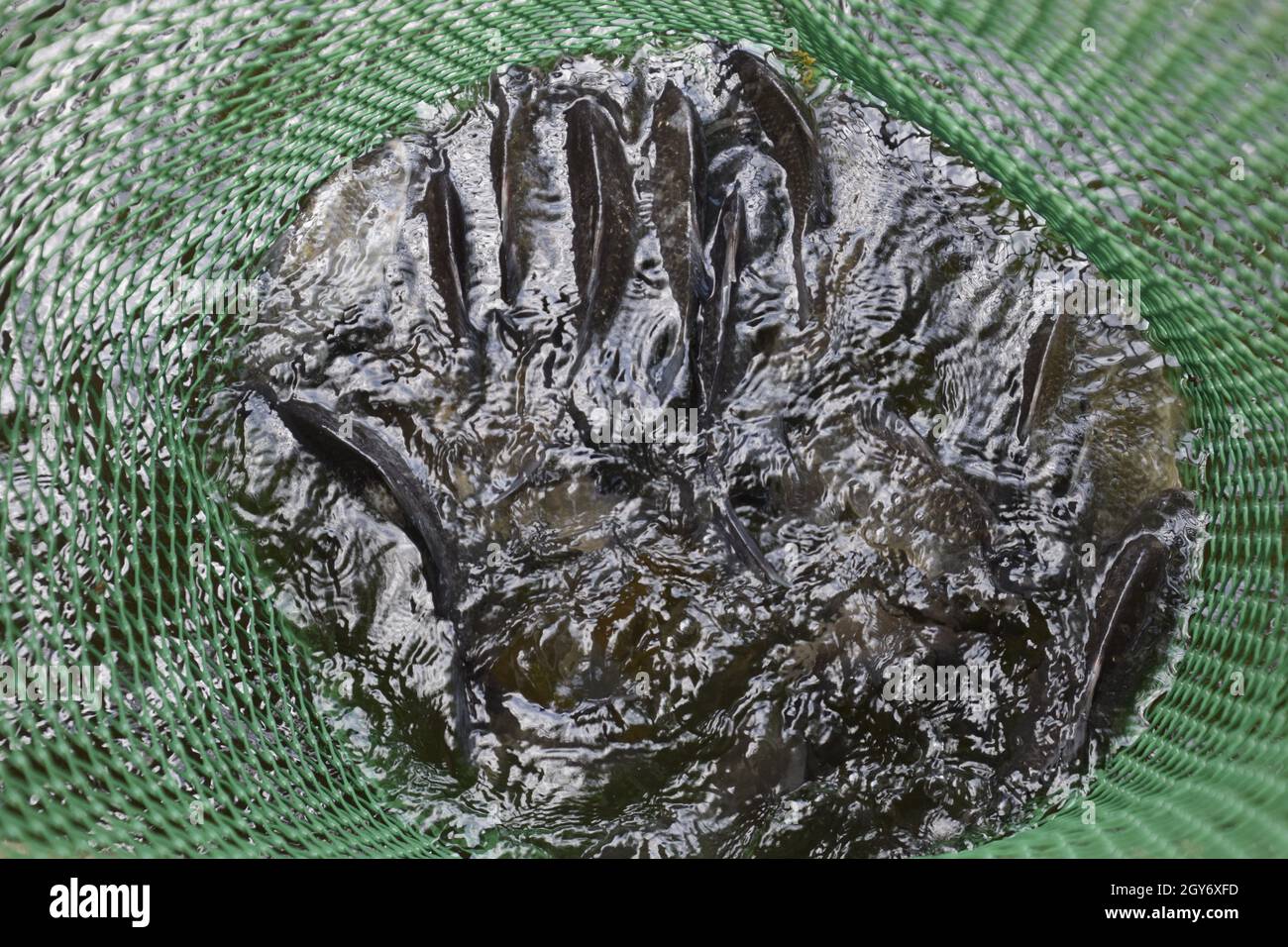 River fish in a green plastic grid in a pond. Fish catch. Carp and carp ...