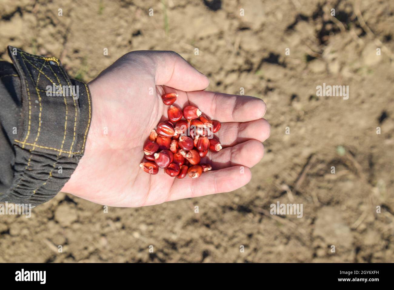 Sowing of maize out of hand. Manual planting of corn in the garden ...