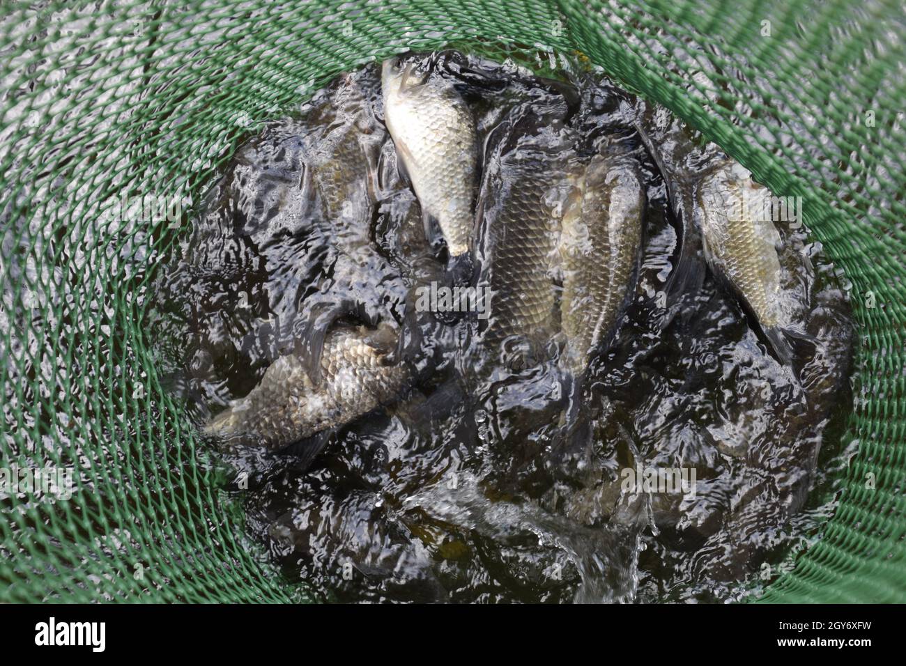 River fish in a green plastic grid in a pond. Fish catch. Carp and carp ...