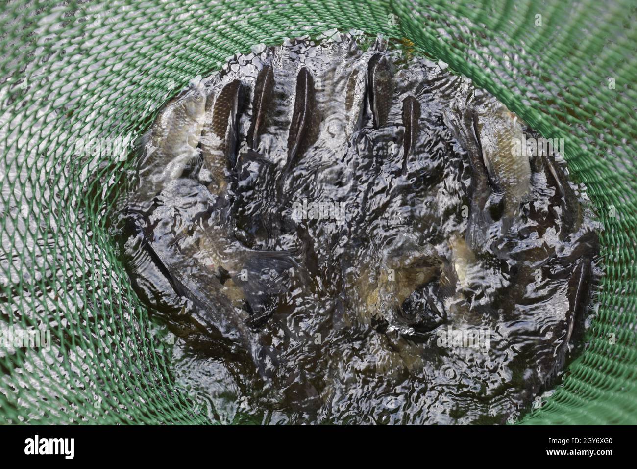 River fish in a green plastic grid in a pond. Fish catch. Carp and carp ...
