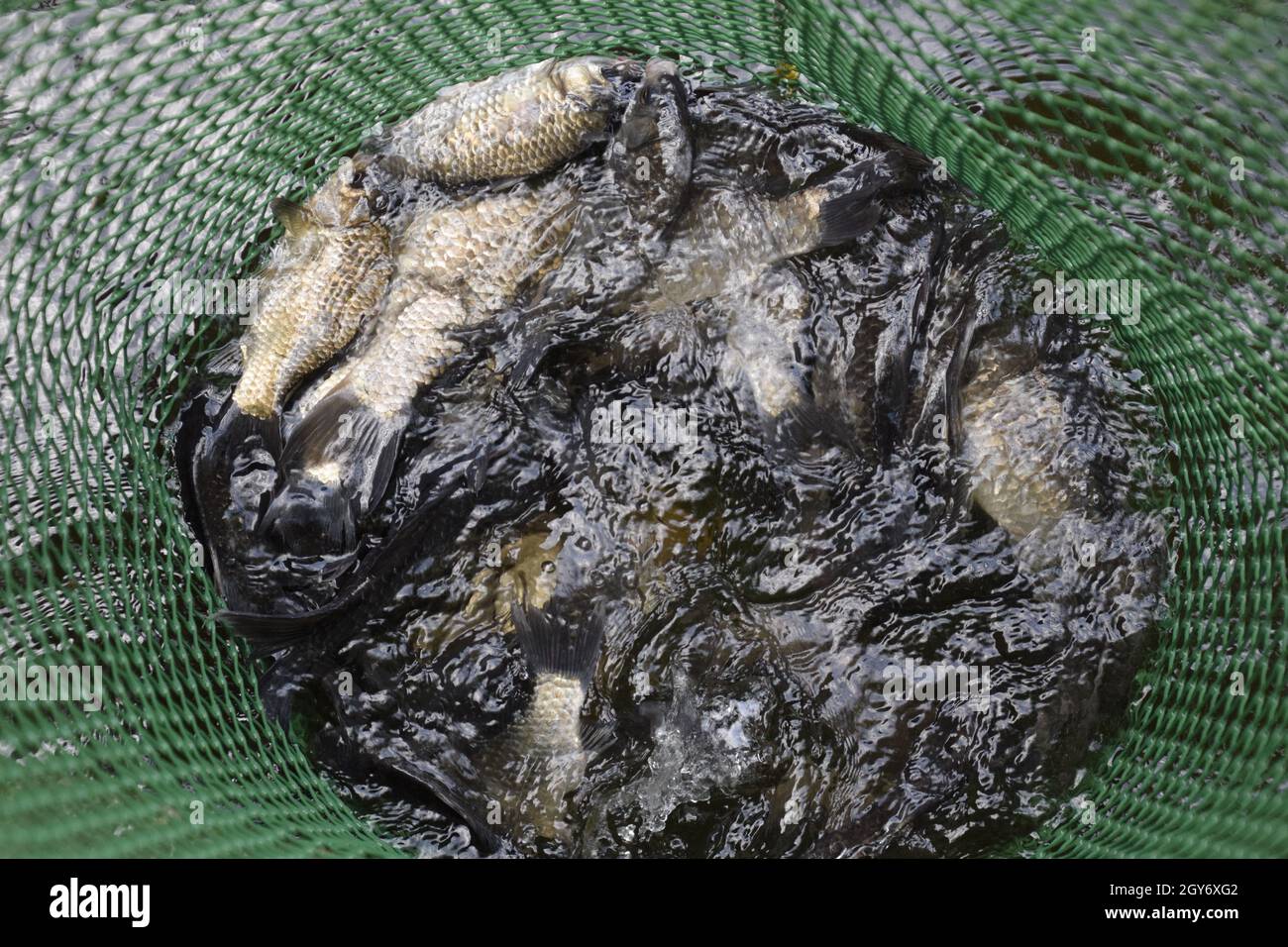 River fish in a green plastic grid in a pond. Fish catch. Carp and carp ...