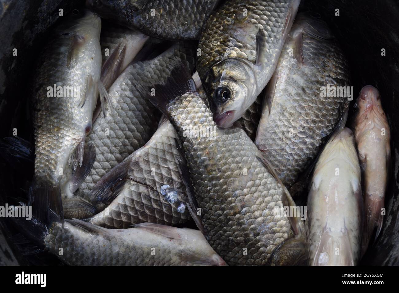 River fish macro photo. Fish catch. Carp and carp. Weed fish Stock ...