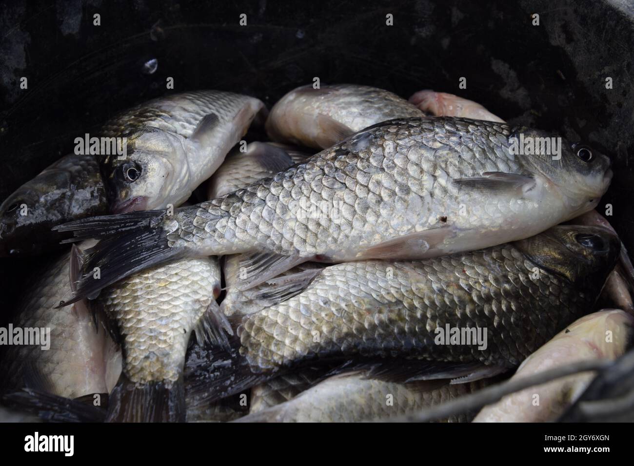 River fish macro photo. Fish catch. Carp and carp. Weed fish Stock ...