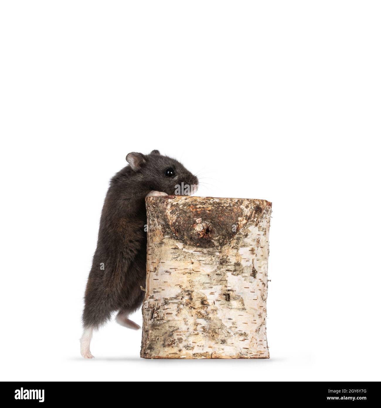 Tiny stump hi-res stock photography and images - Alamy