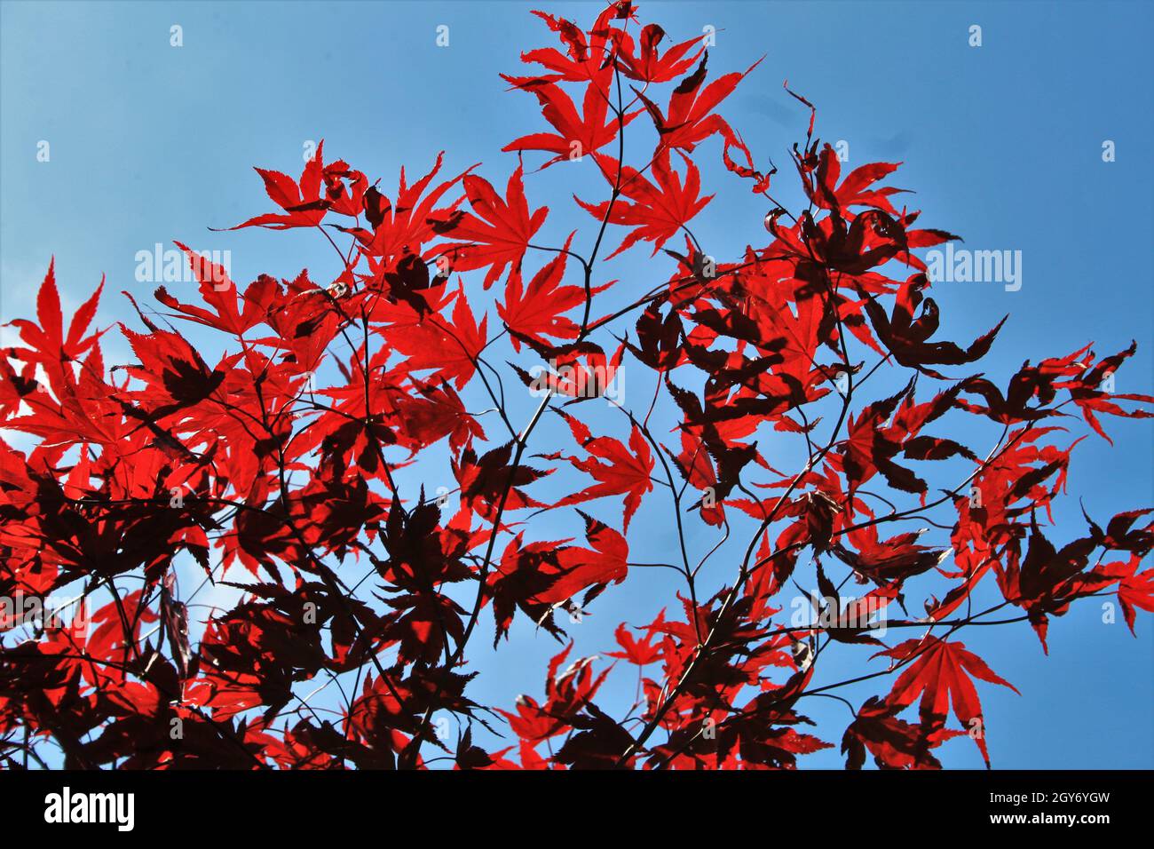 Intense red japanese maple hi-res stock photography and images - Alamy