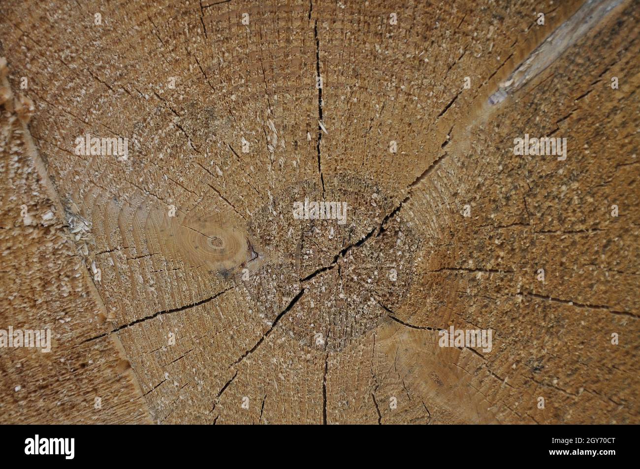 Old tree with growth rings Stock Photo - Alamy