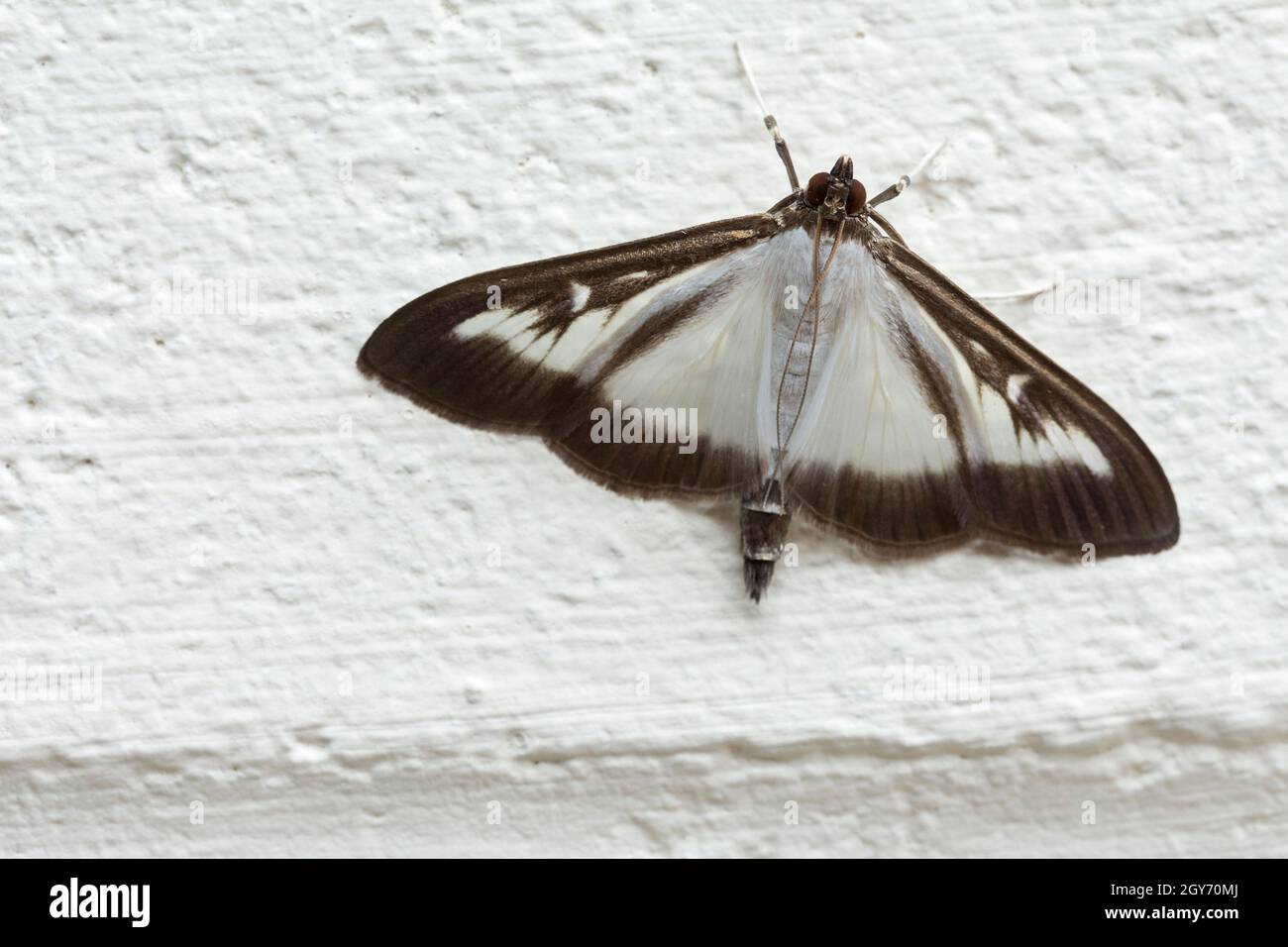 Box tree moth (Cydalima porspectalis) white with purplish brown thick ...