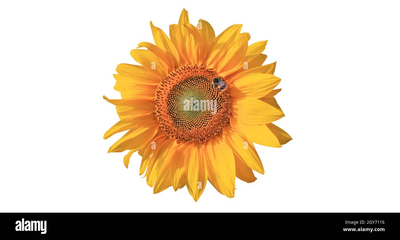 Ripe sunflower with yellow petals and dark middle Stock Photo - Alamy