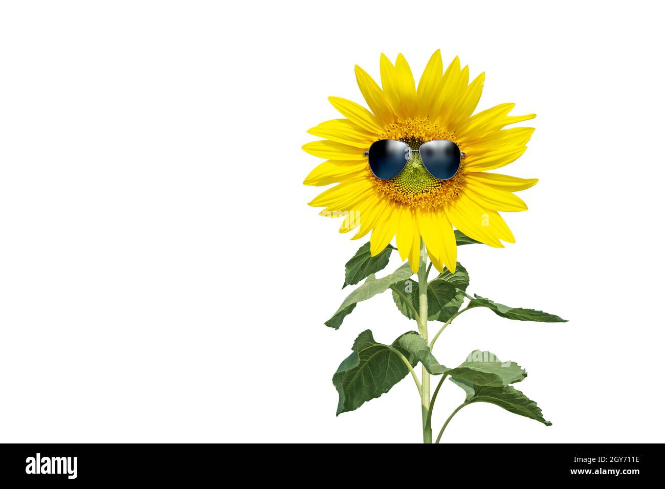 Isolated sunflower with sunglasses and happy face Stock Photo - Alamy
