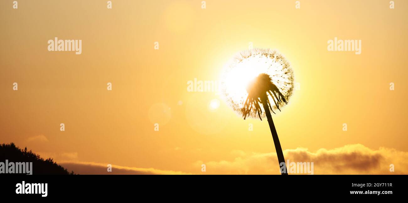 Beautiful dreamy spring nature background with dandelion Stock Photo - Alamy