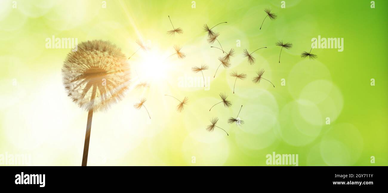 Beautiful dreamy spring nature background with dandelion Stock Photo ...