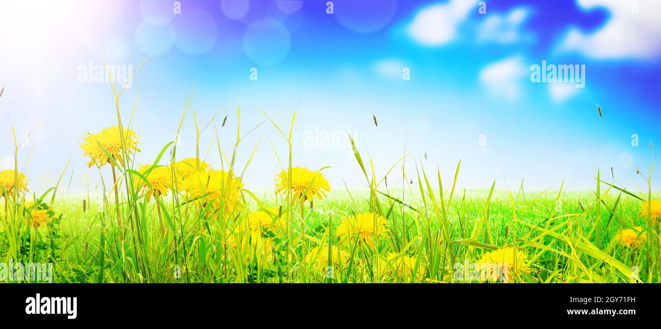 Grass flower field in spring background with sunlight Stock Photo - Alamy