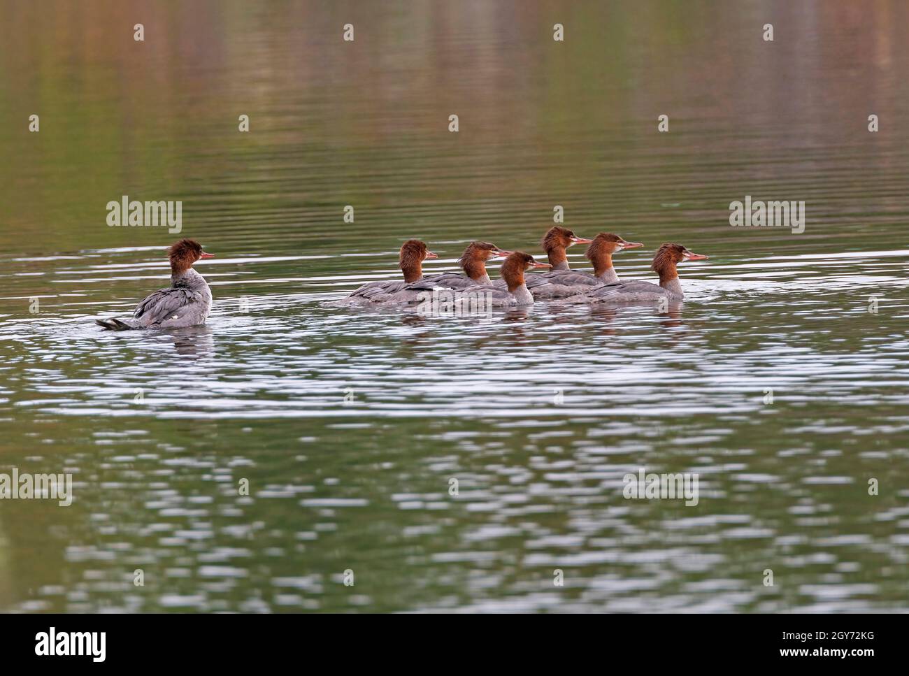 Common Mergansers on Spoon Lake in the Boundary Waters in Minnesota ...