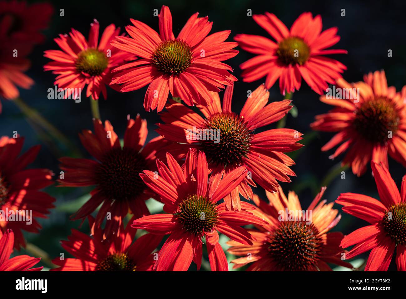 Flowers of Echinacea - an herb stimulating the immune system Stock ...