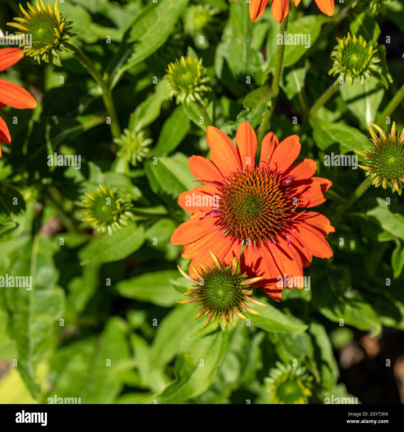 Flowers of Echinacea - an herb stimulating the immune system Stock ...