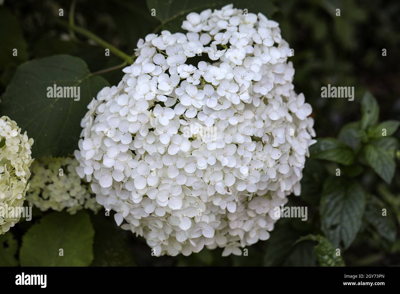 closeup of a beautiful white hydrangea in garden Stock Photo - Alamy