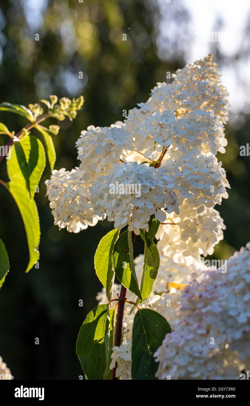 closeup of a beautiful white hydrangea in garden Stock Photo - Alamy