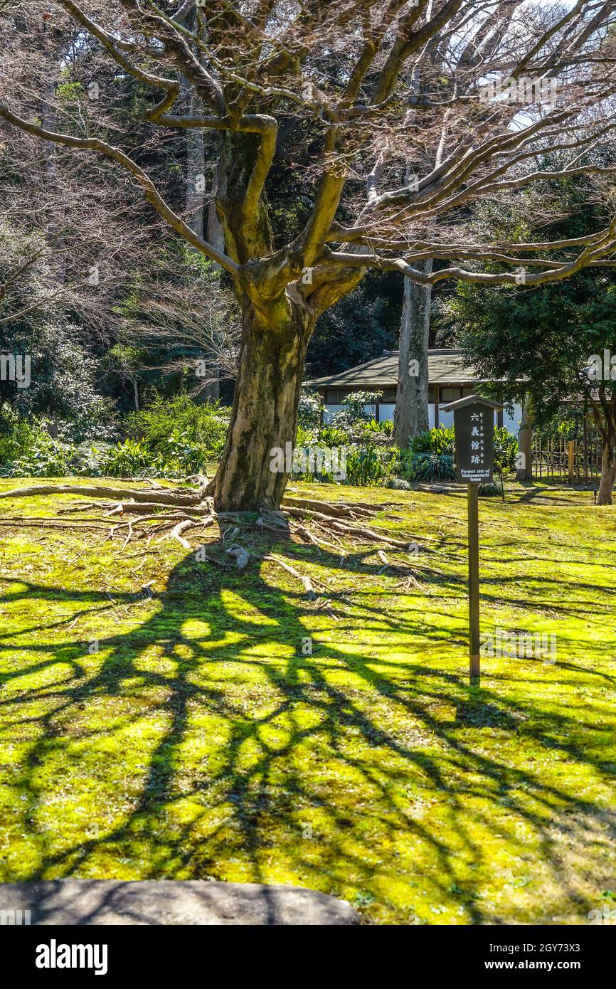 Rikugien trees image of the (Japanese garden). Shooting Location: Tokyo ...