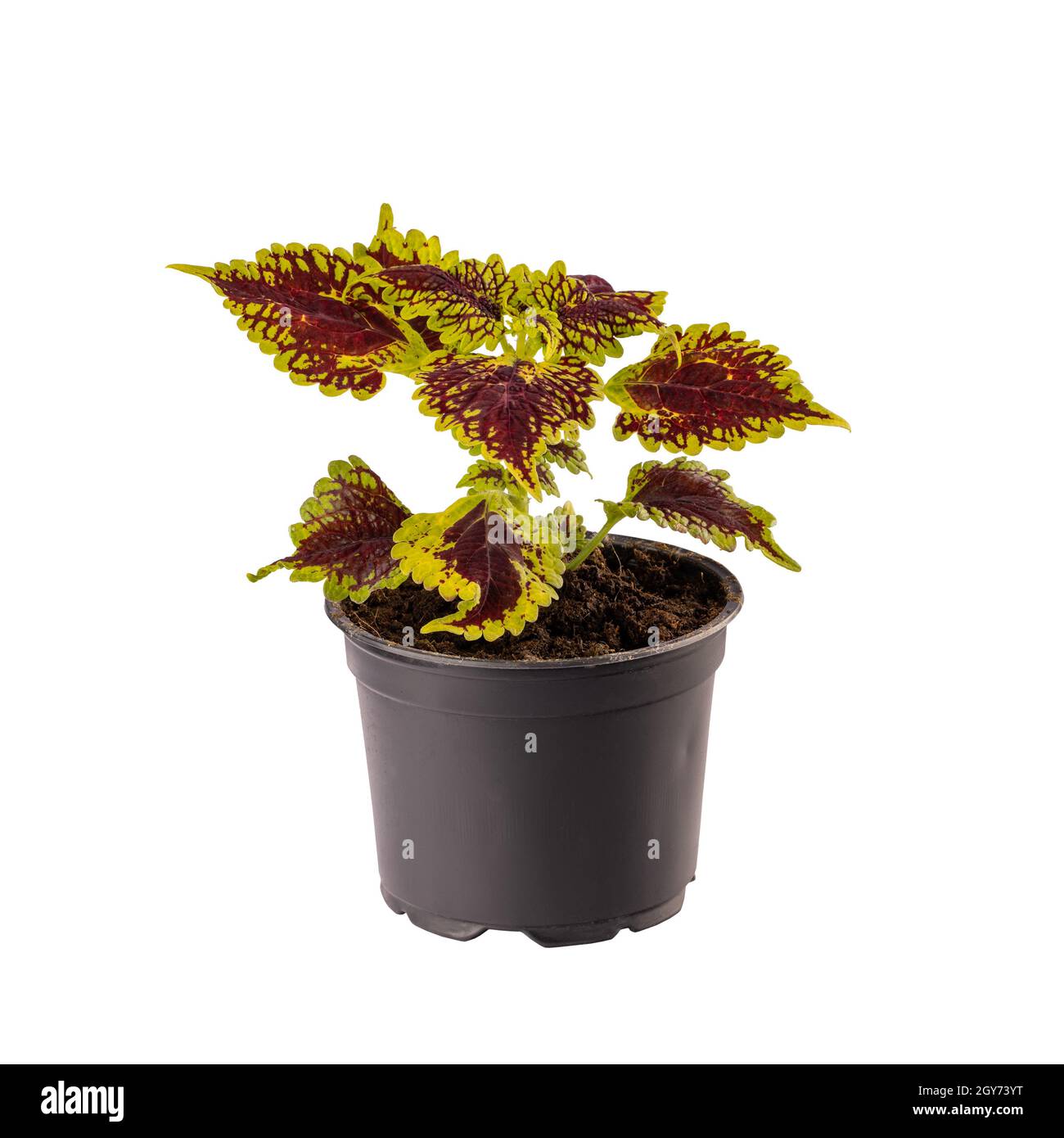 Coleus with green border in flowerpot isolated on white Stock Photo - Alamy