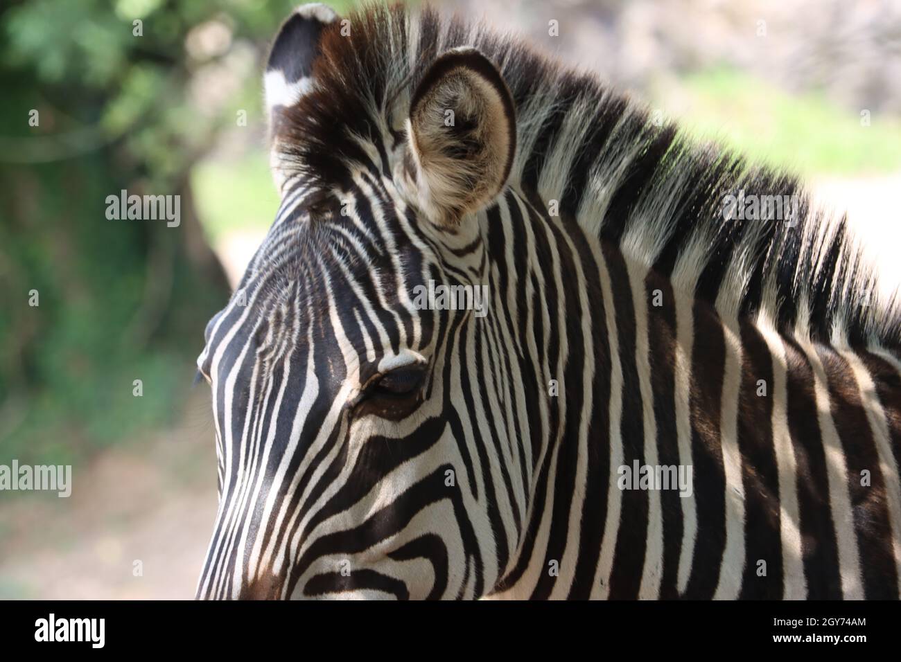 beautiful zebras wild animals herbivores fast stripes Stock Photo - Alamy