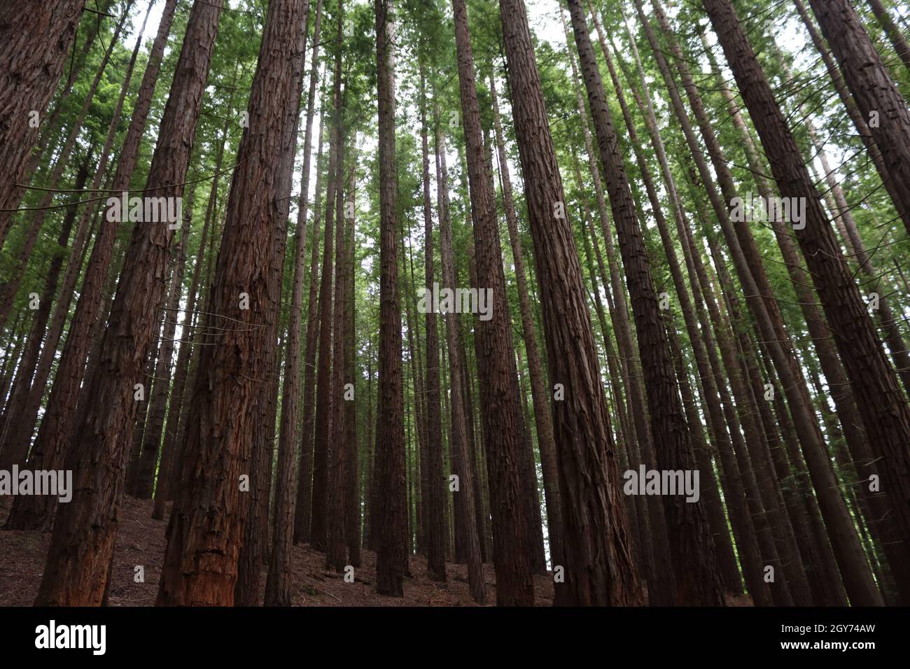 beautiful redwood forest giant trees huge fat tall wood Stock Photo - Alamy
