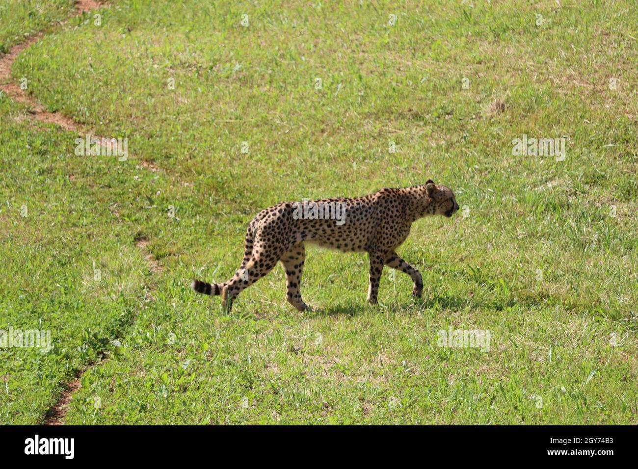 beautiful cheetah fast dangerous wild stealth carnivorous hunter Stock ...