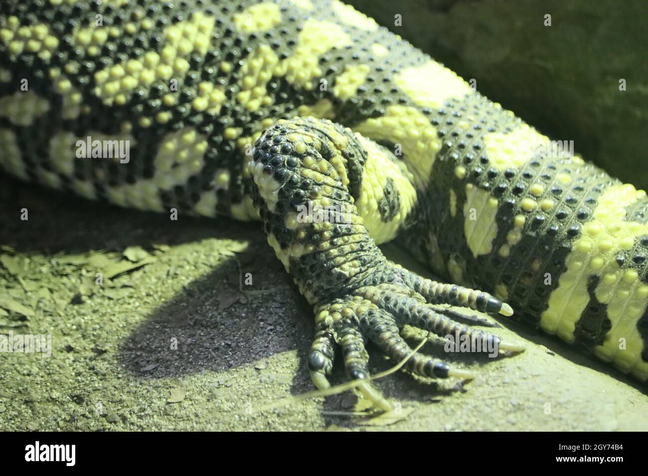 beautiful safari zoo wild animals nature conservation natural balance ...