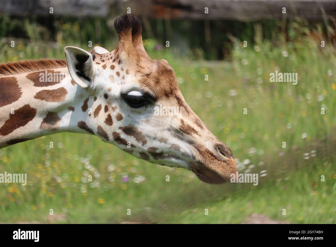 beautiful high giraffe spots wild long neck fast horns Stock Photo - Alamy