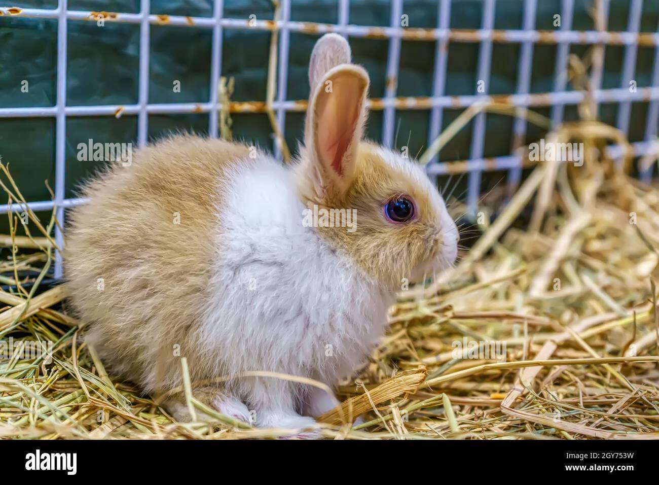 The rabbits are in the stable waiting for feeding Stock Photo - Alamy