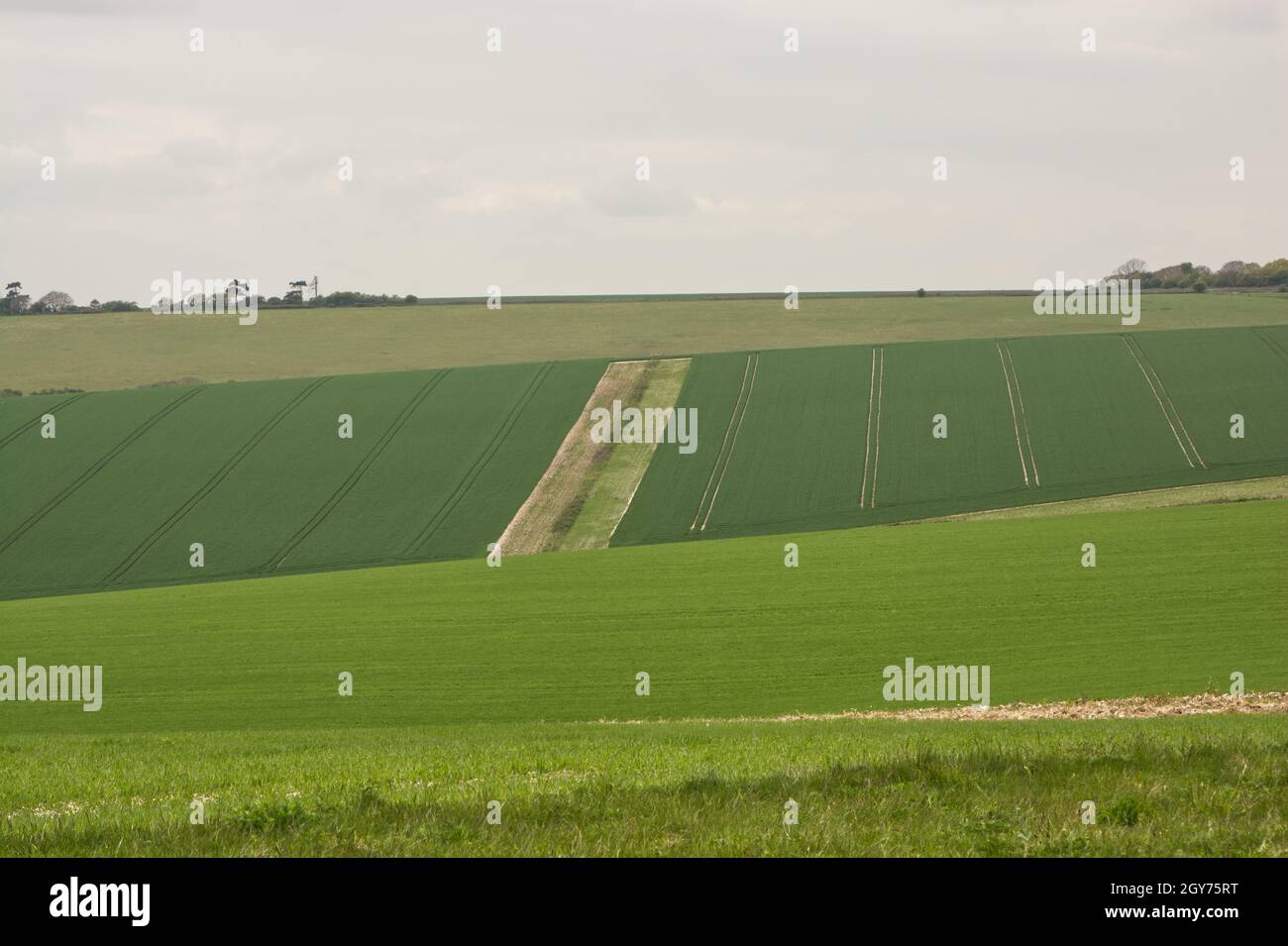 Crops growing in fields on South Downs between Steyning and Shoreham ...