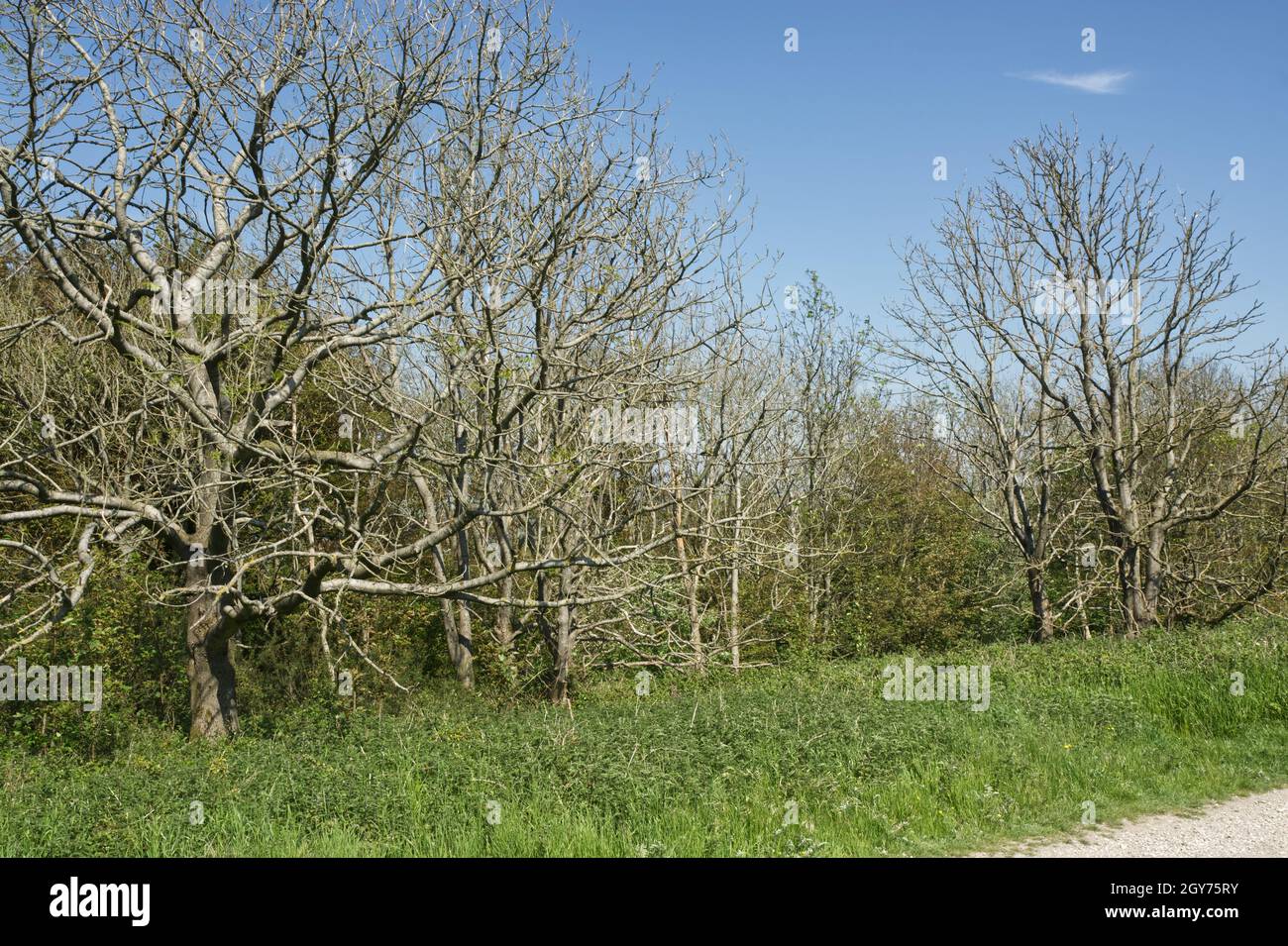 Dead Ash trees from Ash dieback disease (Chalora) at Chanctonbury Ring ...
