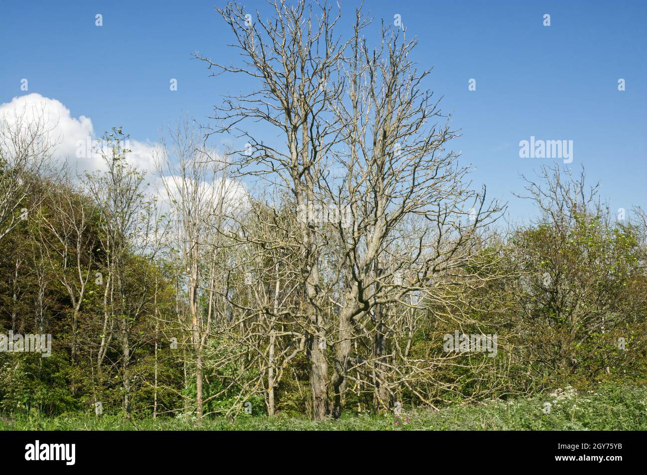 Dead Ash trees from Ash dieback disease (Chalora) at Chanctonbury Ring ...