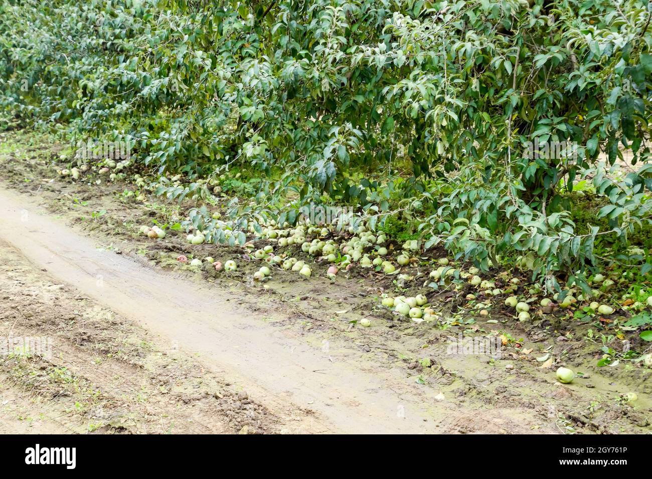 Apple orchard. Rows of trees and the fruit of the ground under the ...
